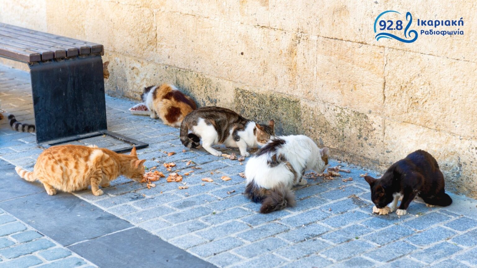 stray animals - Ικαριακή Ραδιοφωνία